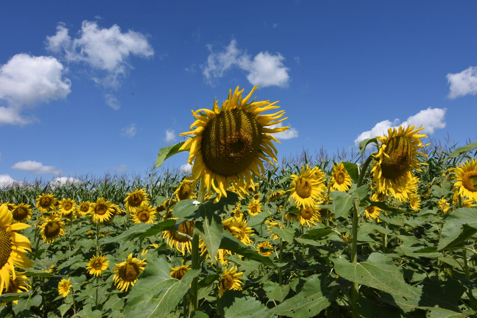 FOOD PLOTS 101: SELECTING AND BUYING SEED – RedHorse Environmental